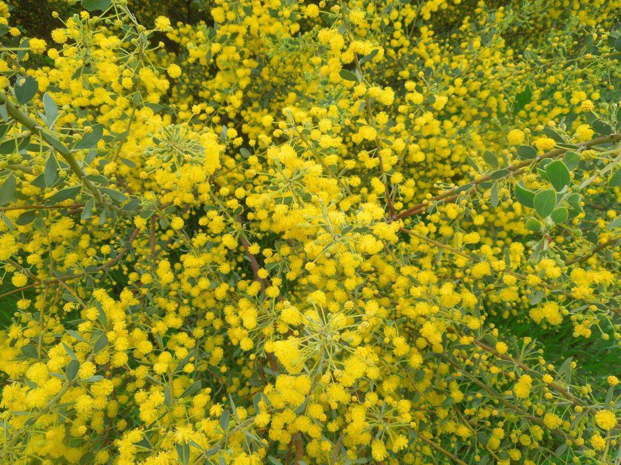 Celebrating Australian spirit on Wattle Day | Riverine Herald