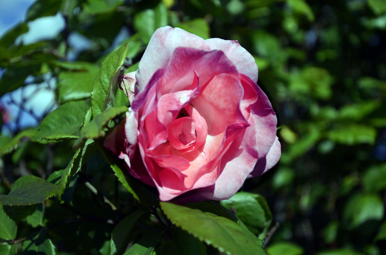 Saturday weather | Shepparton forecast | Shepparton News