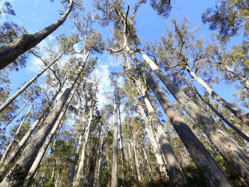Mystery around locations of native forestry grow plan | Country News