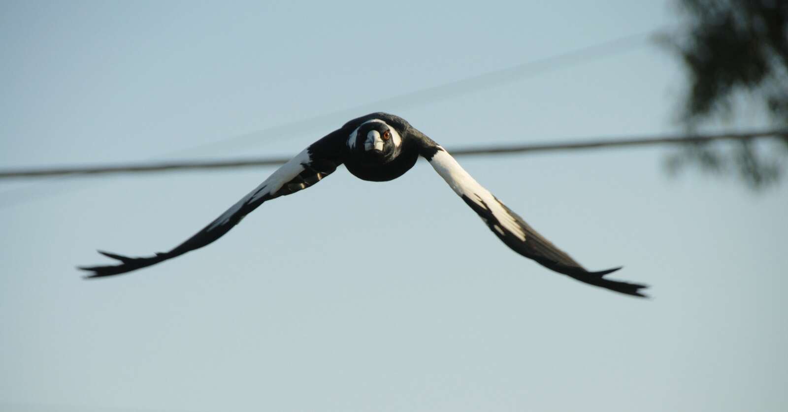 Bird swooping: know what to expect this spring | Dairy News Australia