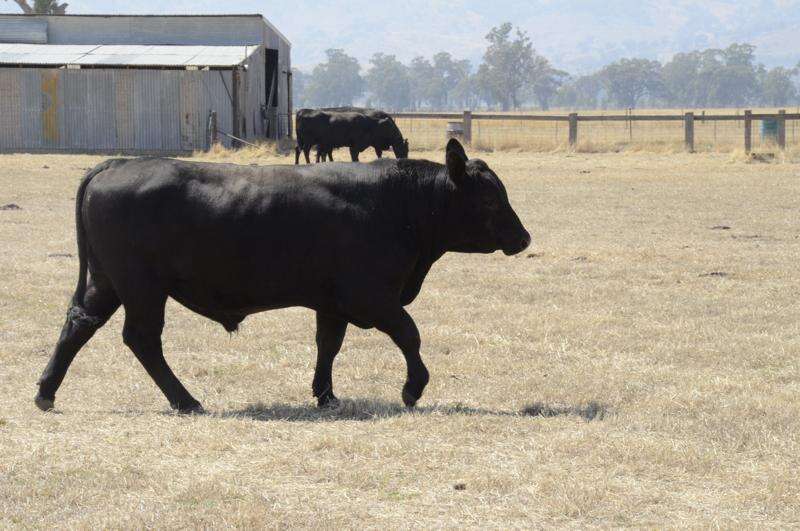 Angus stud opens the gates for Beef Week | Country News