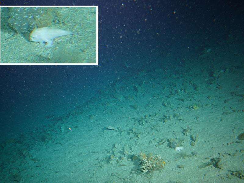 Rare 'walking' handfish captured on deep-sea camera | Country News