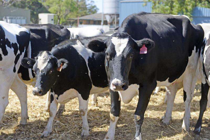 Milk production decline halted | Country News