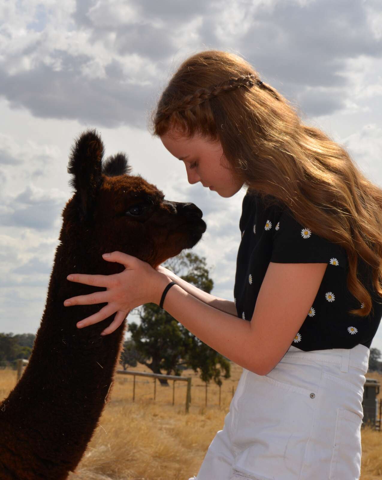 Mini-goats join alpaca stud | Country News