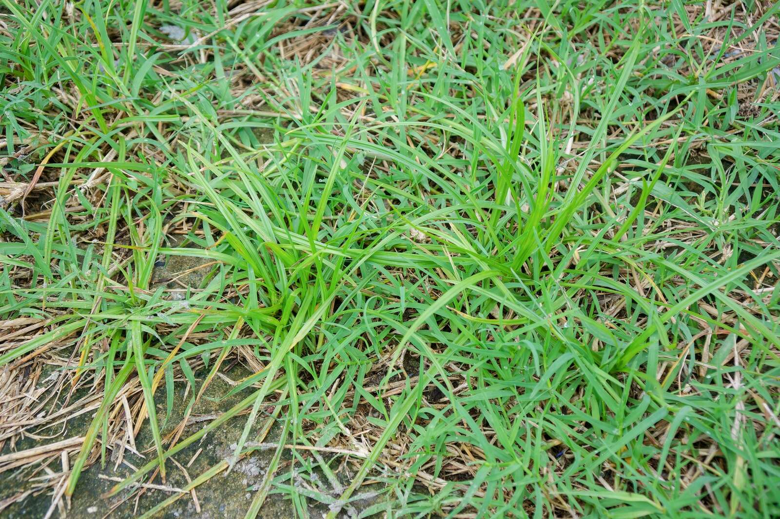 Report pasture dieback | Kyabram Free Press