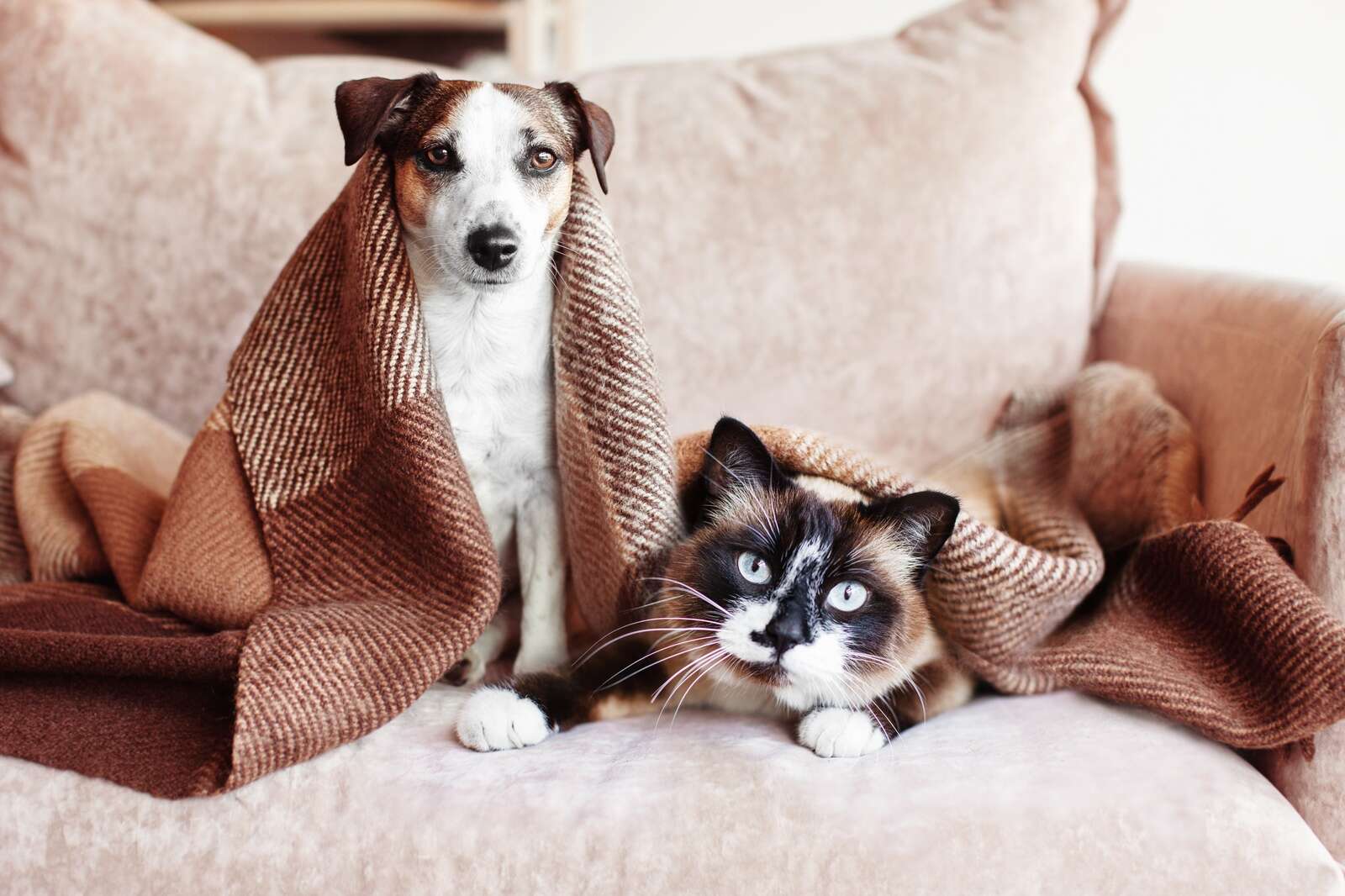 Protect your cat from hidden parasite dangers | Shepparton News