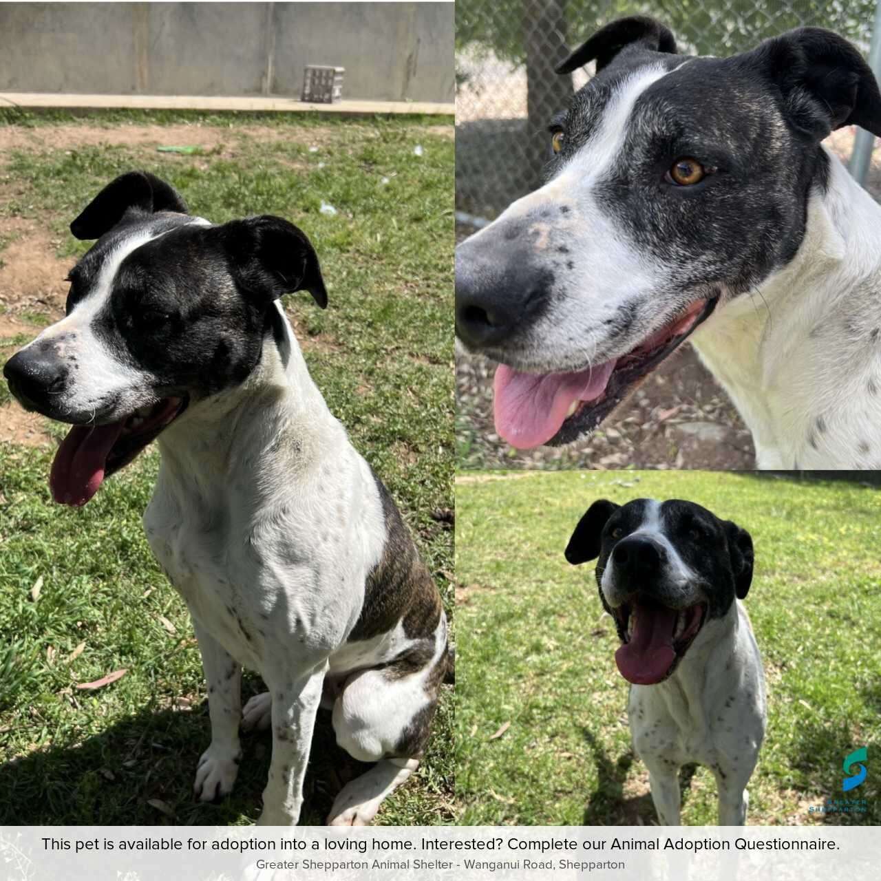 Pet of the week: Stella | Shepparton News