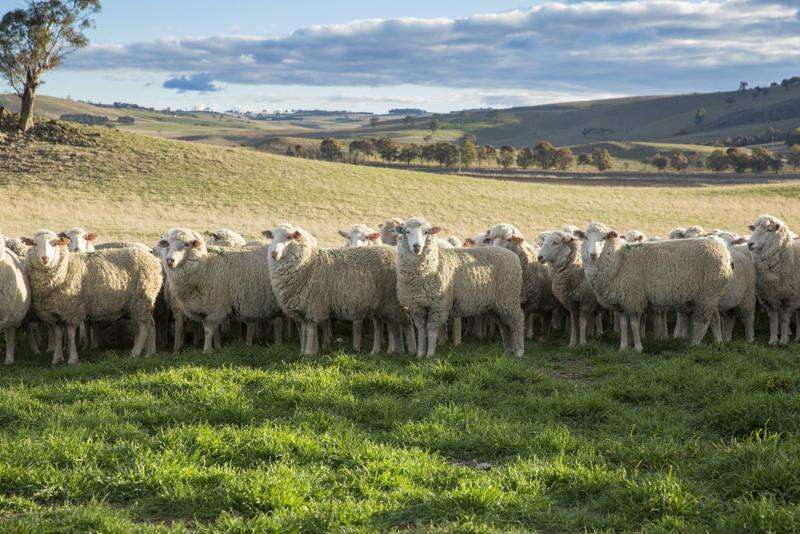 Sheep producers encouraged to monitor trace mineral deficiency ...