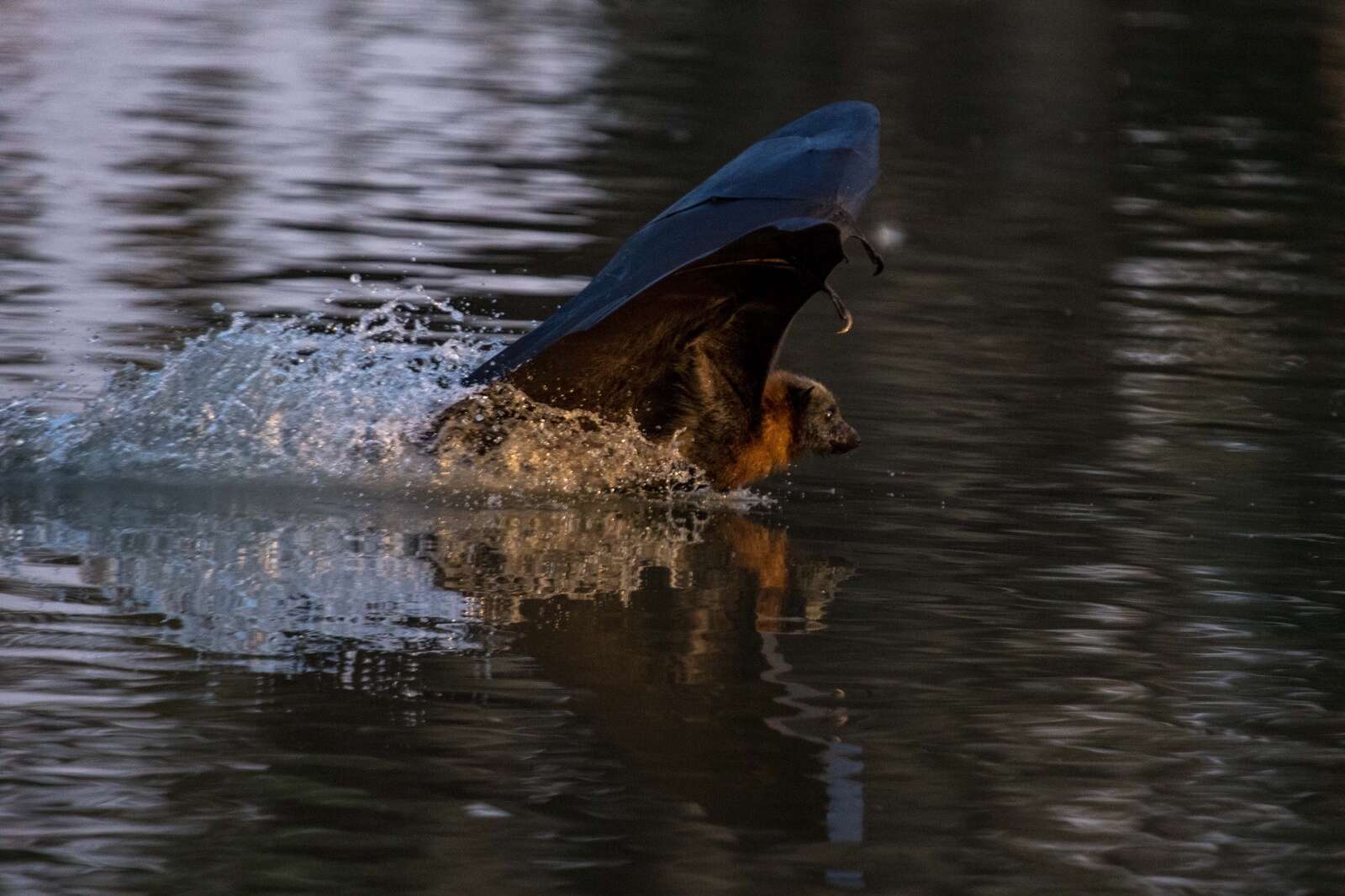 Changes in temperature affect Goulburn Valley’s wildlife | Seymour ...