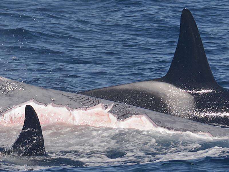 largest killer whale
