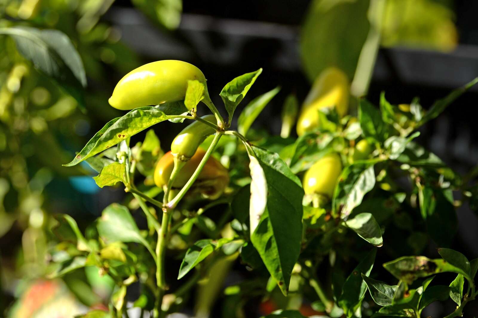 Snow peas get a bit ... chilli | Country News