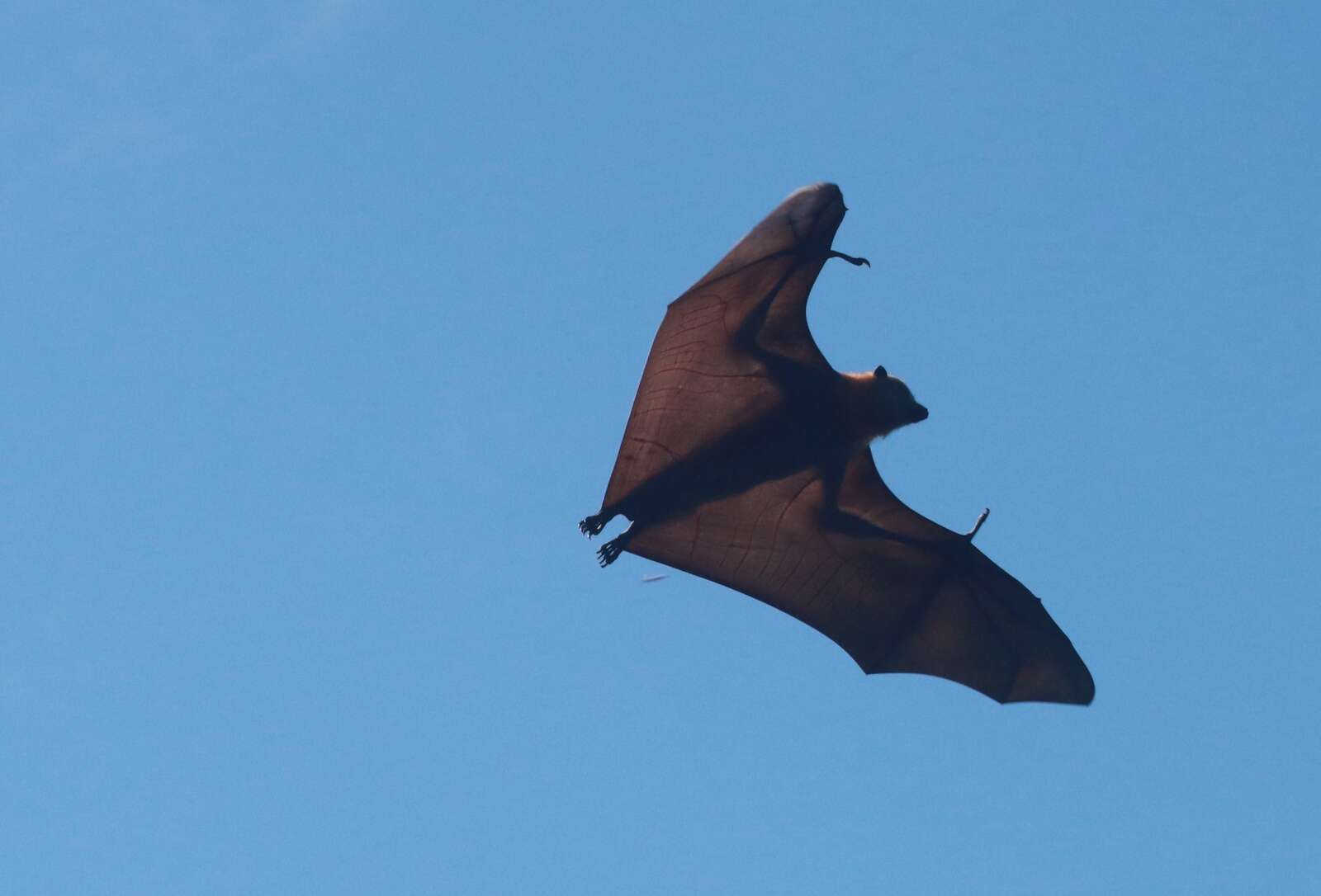 Hundreds of flying foxes die in Goulburn Valley | Country News