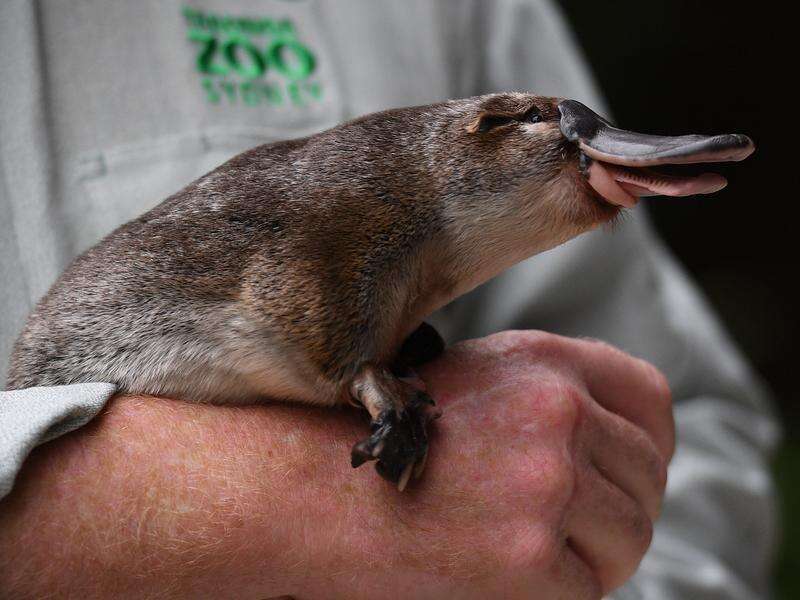 Platypus return to Sydney national park after 50 years | Kyabram Free Press