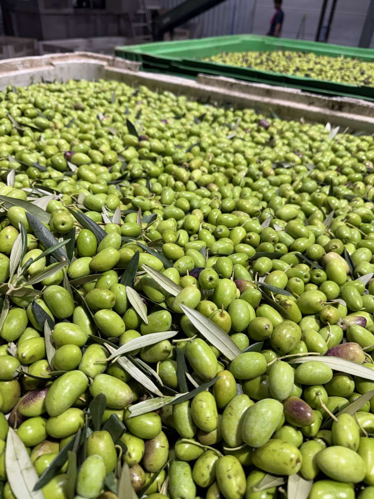 Oasis Olives wraps another season | Shepparton News