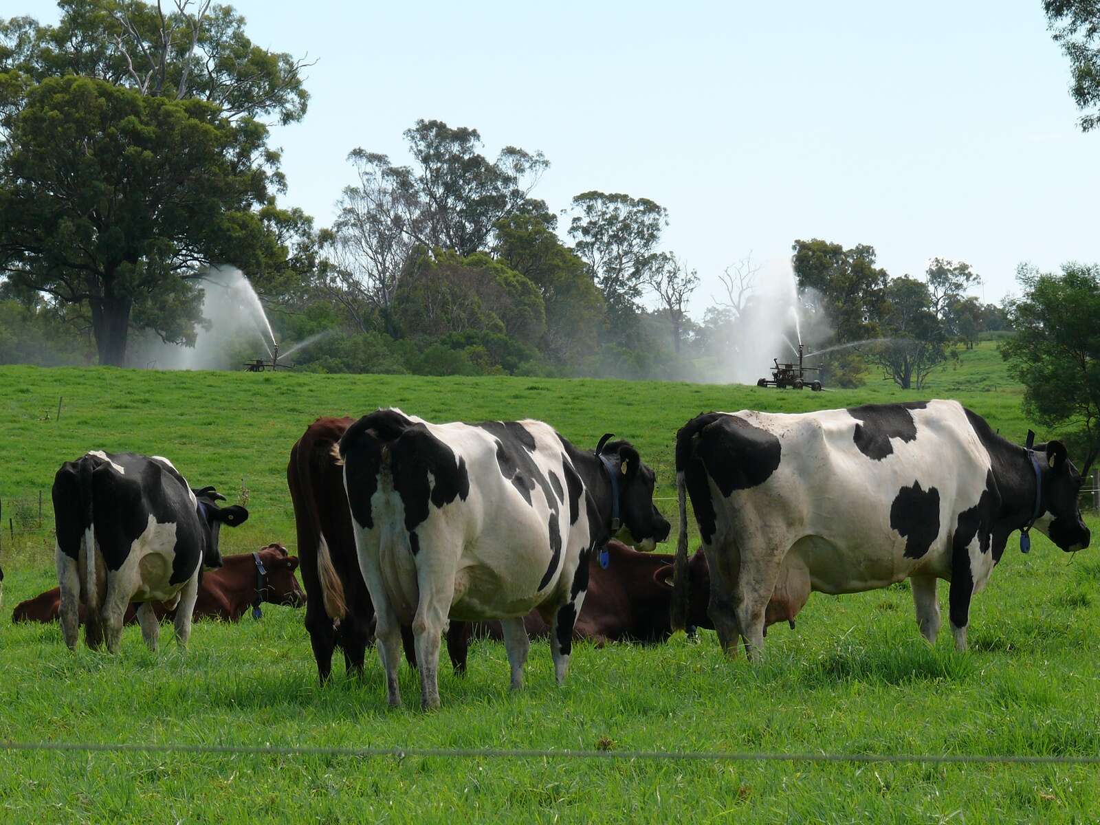 The key to cow longevity | Dairy News Australia