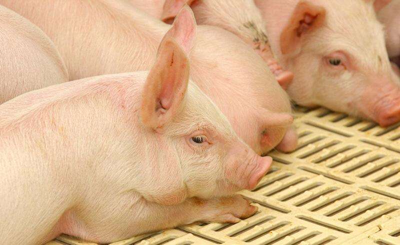 To-do checklist for pig owners | Riverine Herald