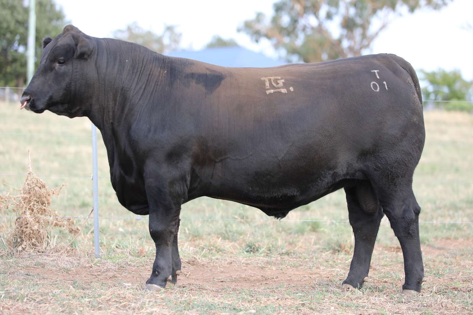 New sire at Mystic Angus | Country News