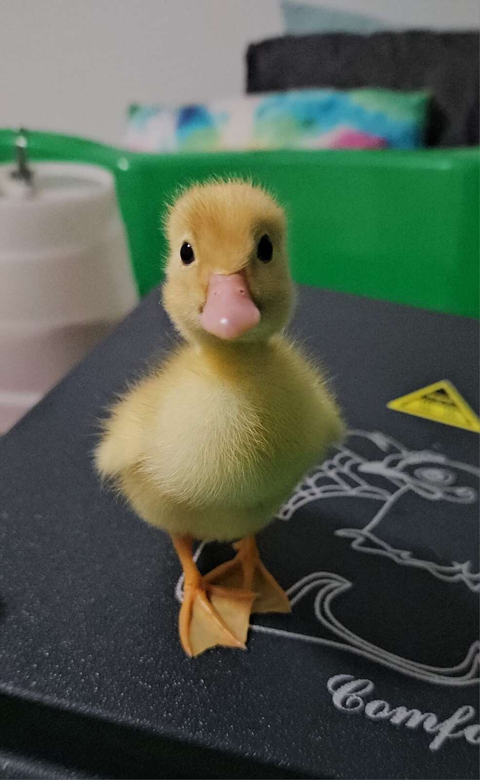 A duckling as a pet won’t let you down | Seymour Telegraph