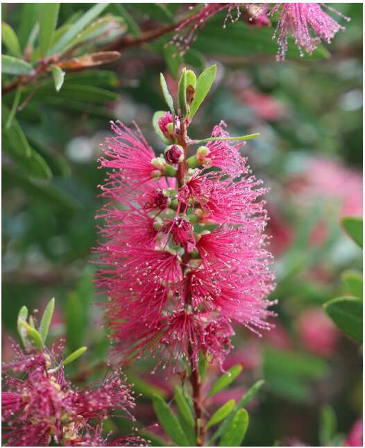 Growing for Success | Native plants to transform your garden this ...