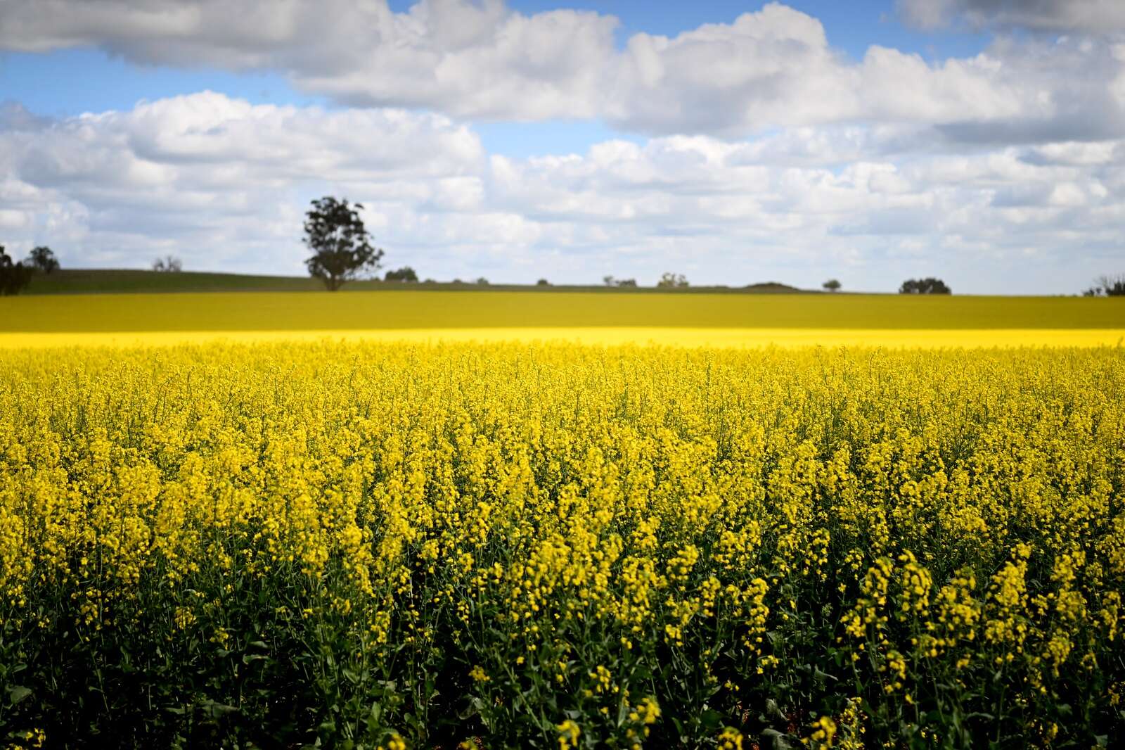 Friday weather | Shepparton forecast | Shepparton News