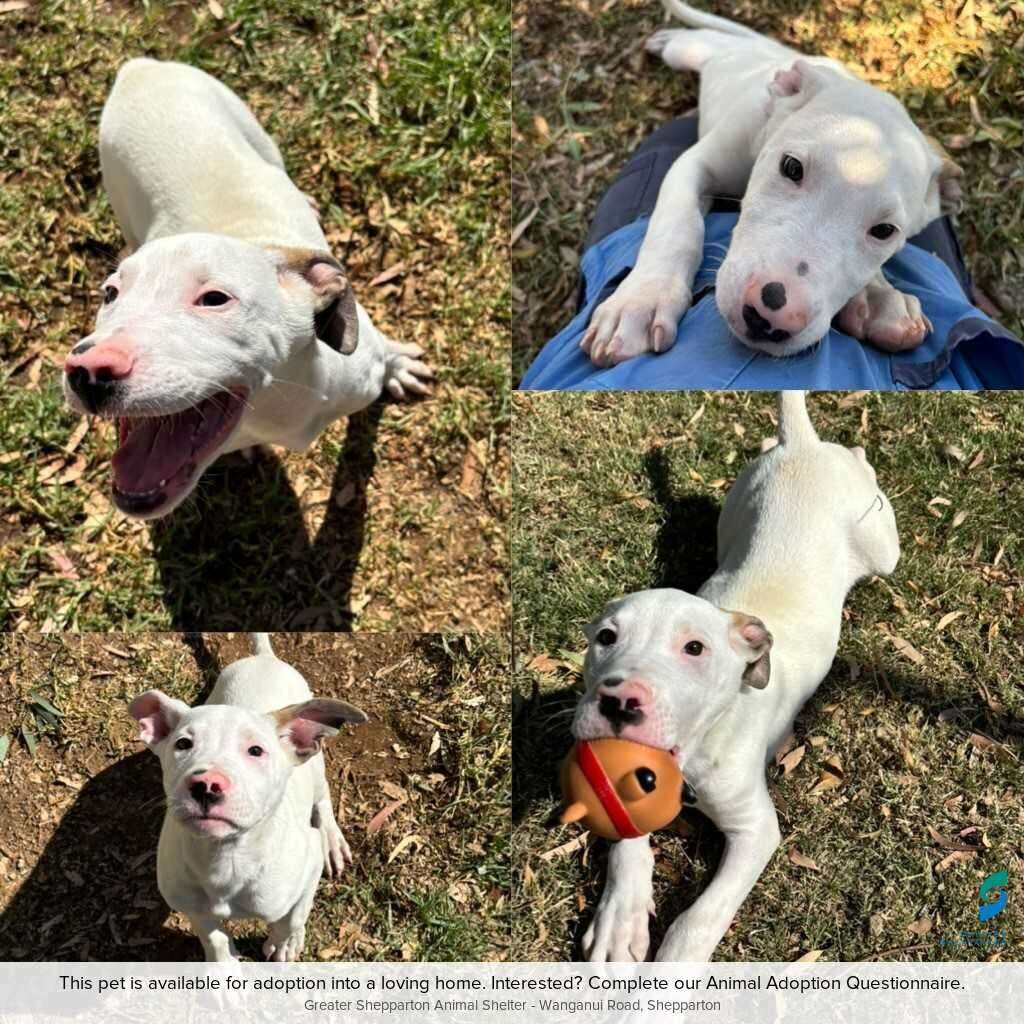 Pet of the week | Adorable Albie | Shepparton News