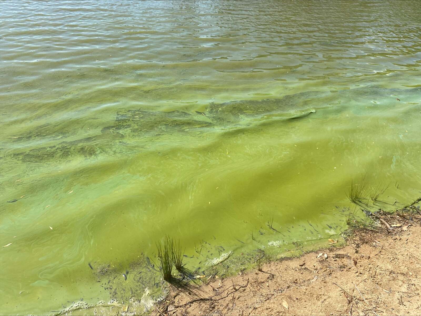 Algae warning for stock water | Dairy News Australia