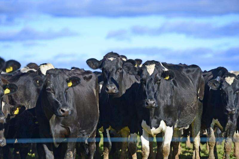 Conditions spot-on for photosensitisation in livestock | Dairy News ...