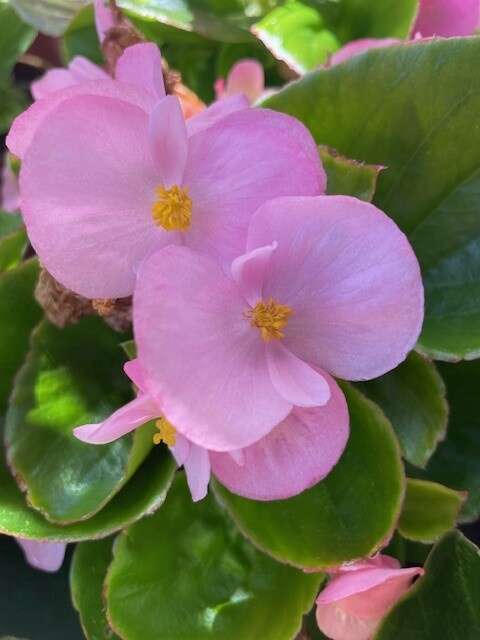 Growing for Success | Autumn seedlings are here | Shepparton News