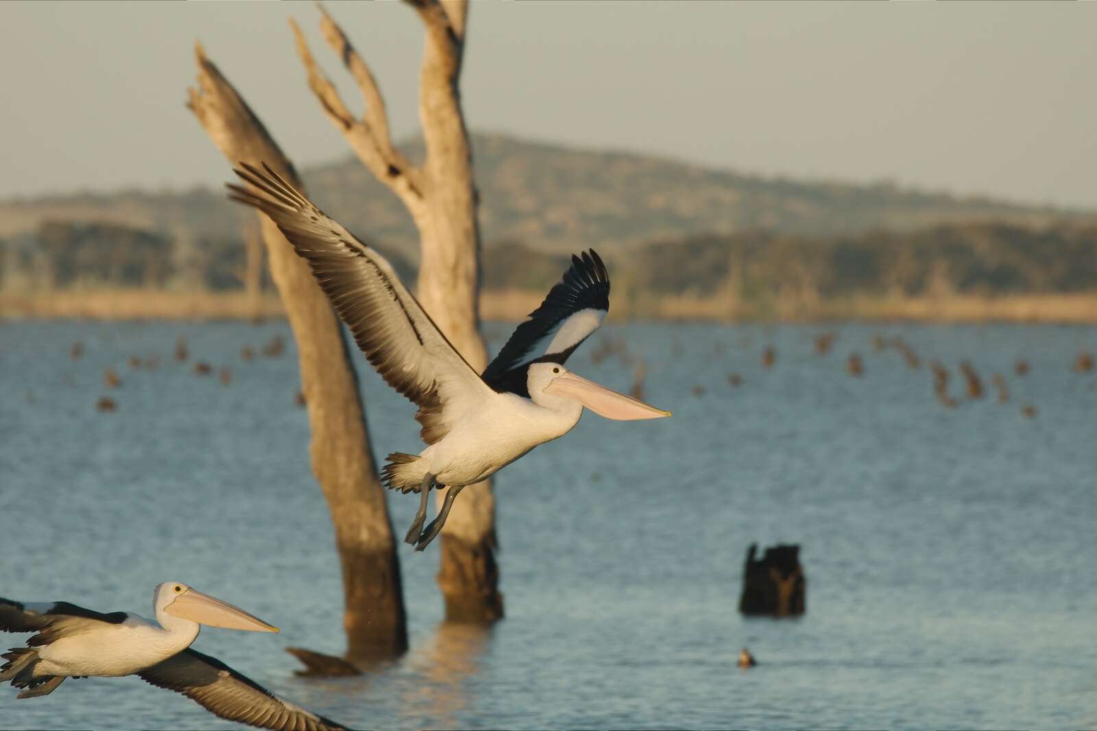 Opinion | Planning a future together | Country News