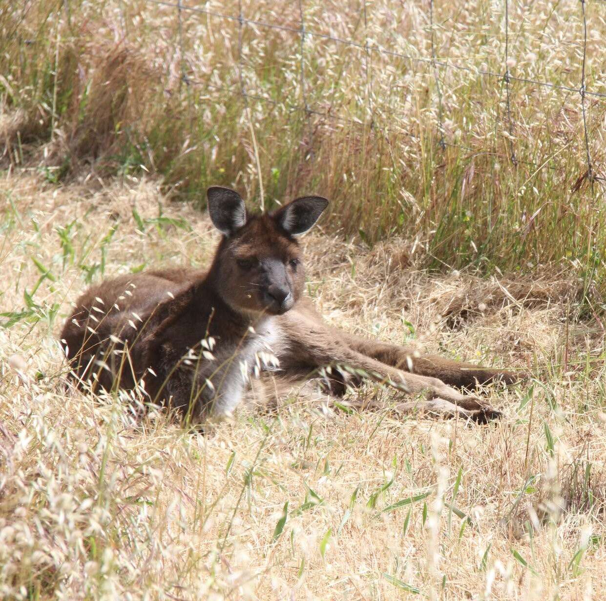 Roo impact study | Dairy News Australia