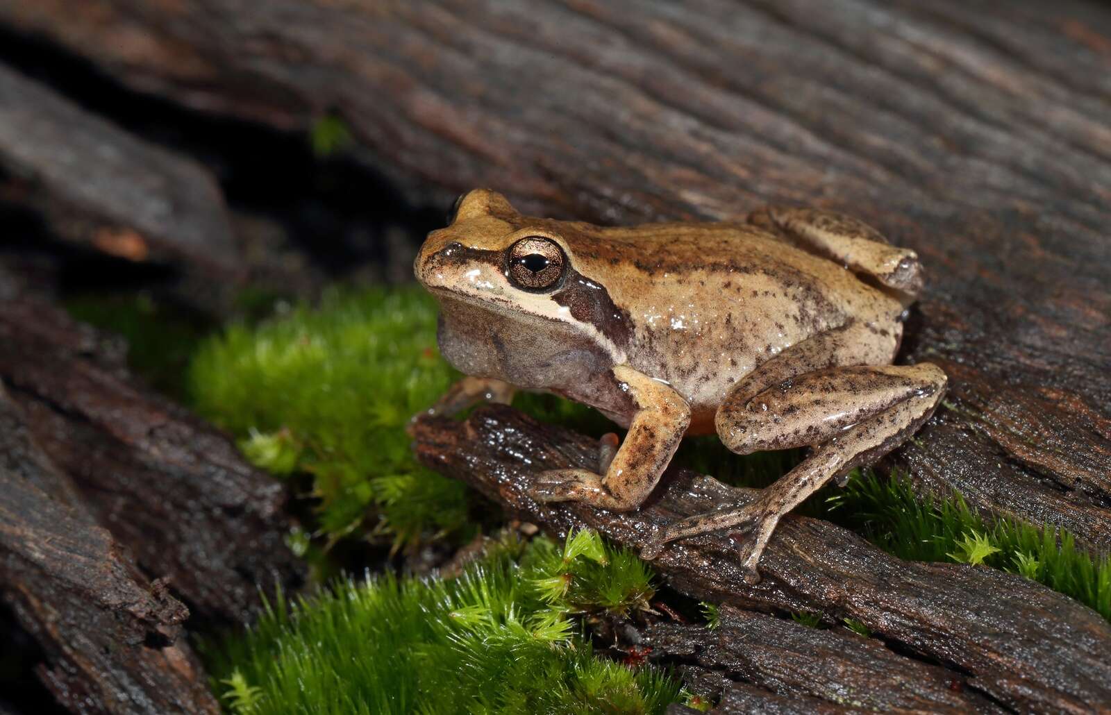 Become a citizen scientist to help frogs | Country News
