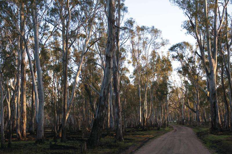New year rings in the end of native timber harvesting | Country News