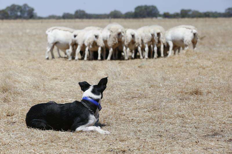 Beef and sheep networks hit the road | Country News
