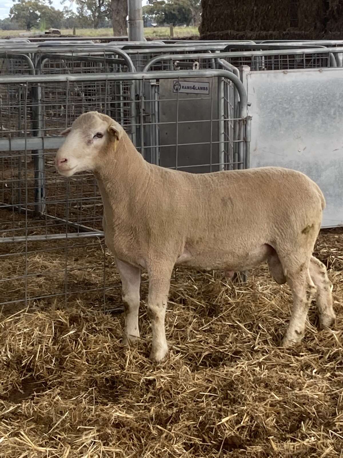Quality Saber rams on offer | Southern Riverina News