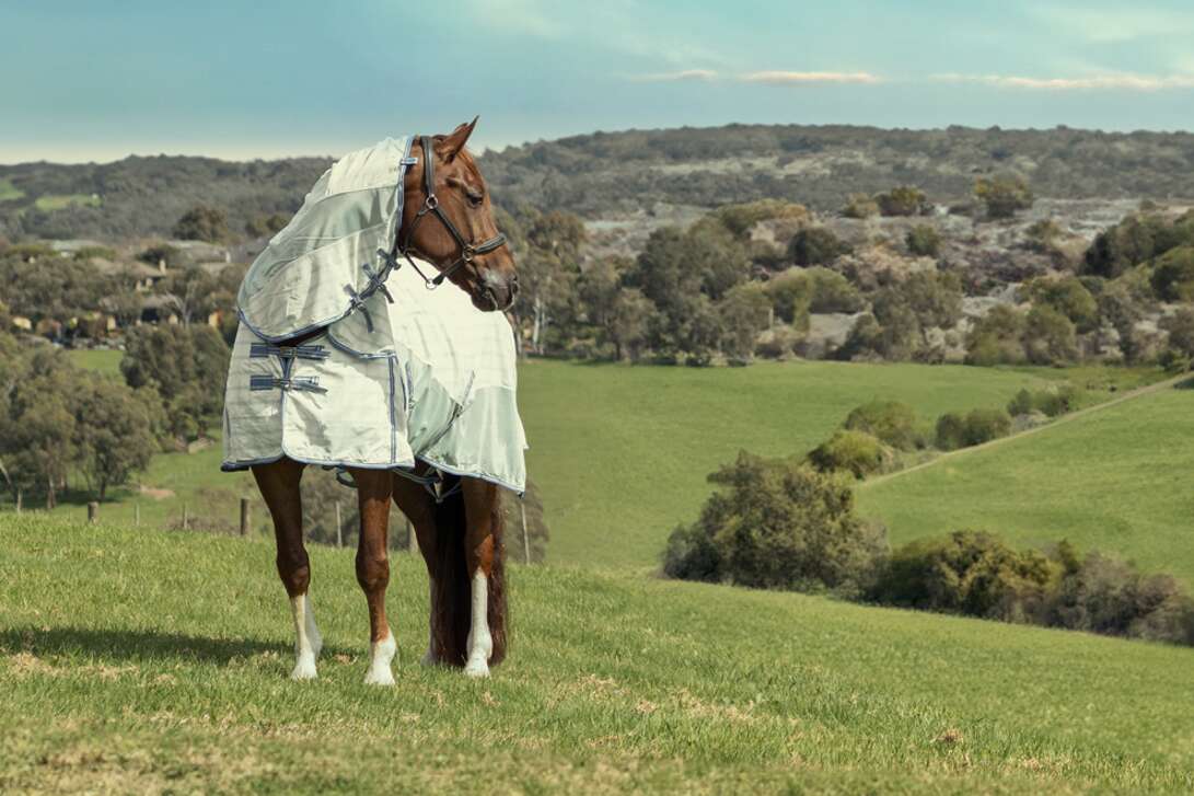 Keep your pets comfortable this summer | Shepparton News