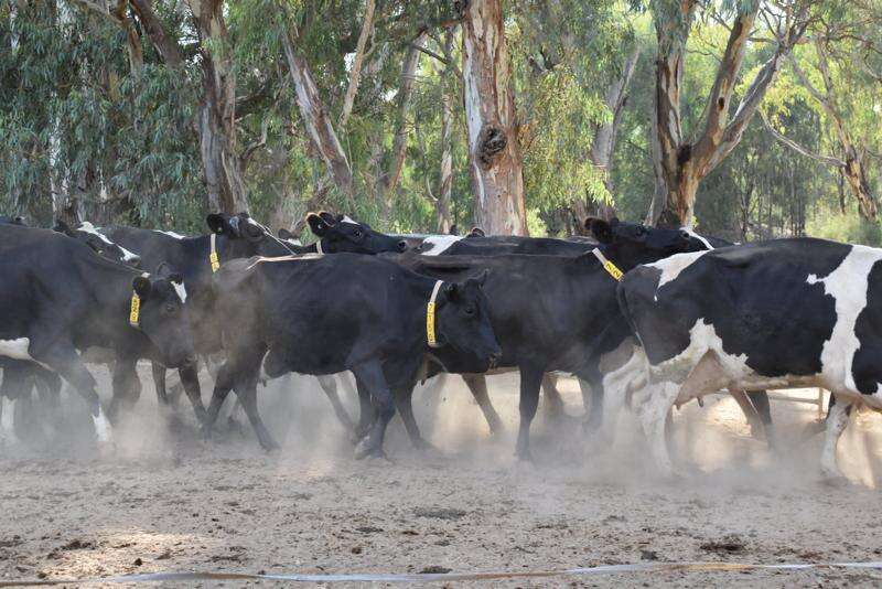 Farm profits fall to 13-year low in Victoria's northern dairy region ...