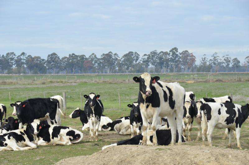 Dairy code could be thrown out by Senate committee | Country News