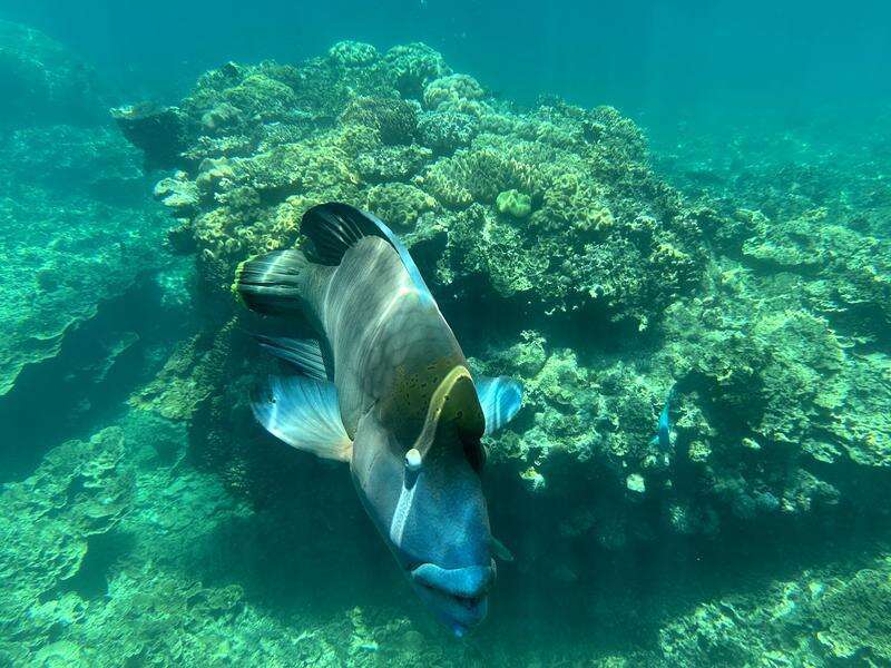 Great Barrier Reef sees 'minor damage' from cyclone | Seymour Telegraph