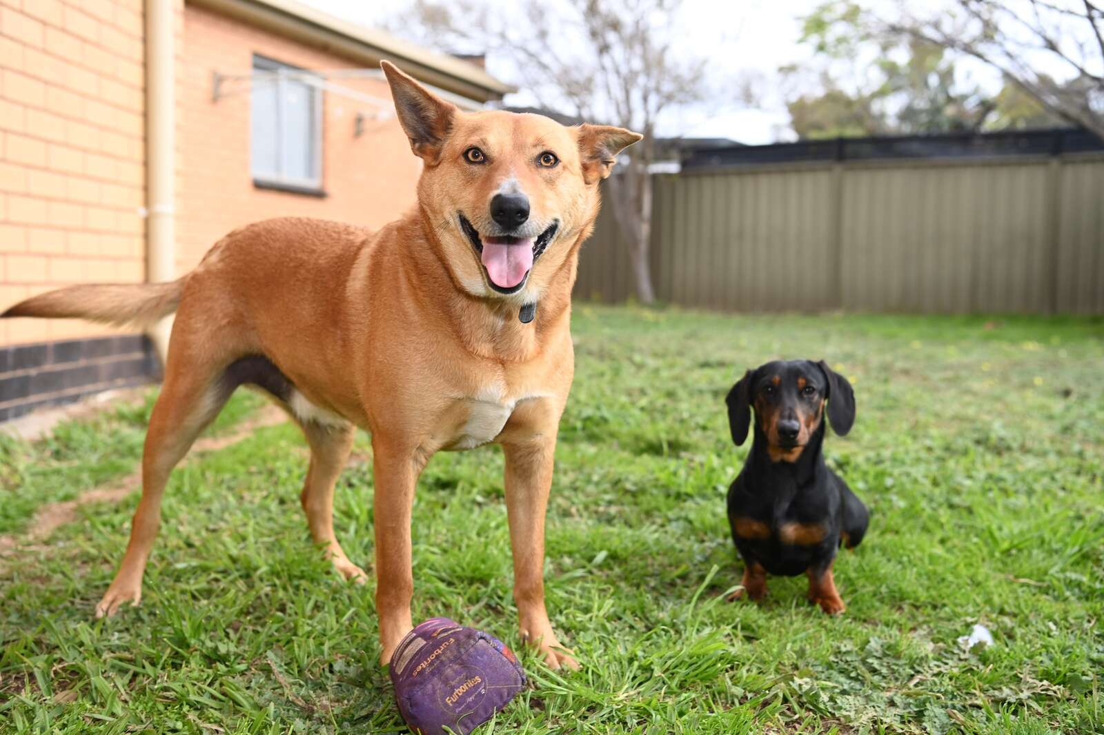 Pet-icular kind of love | Bailey and Hugo: An unlikely, but perfect ...