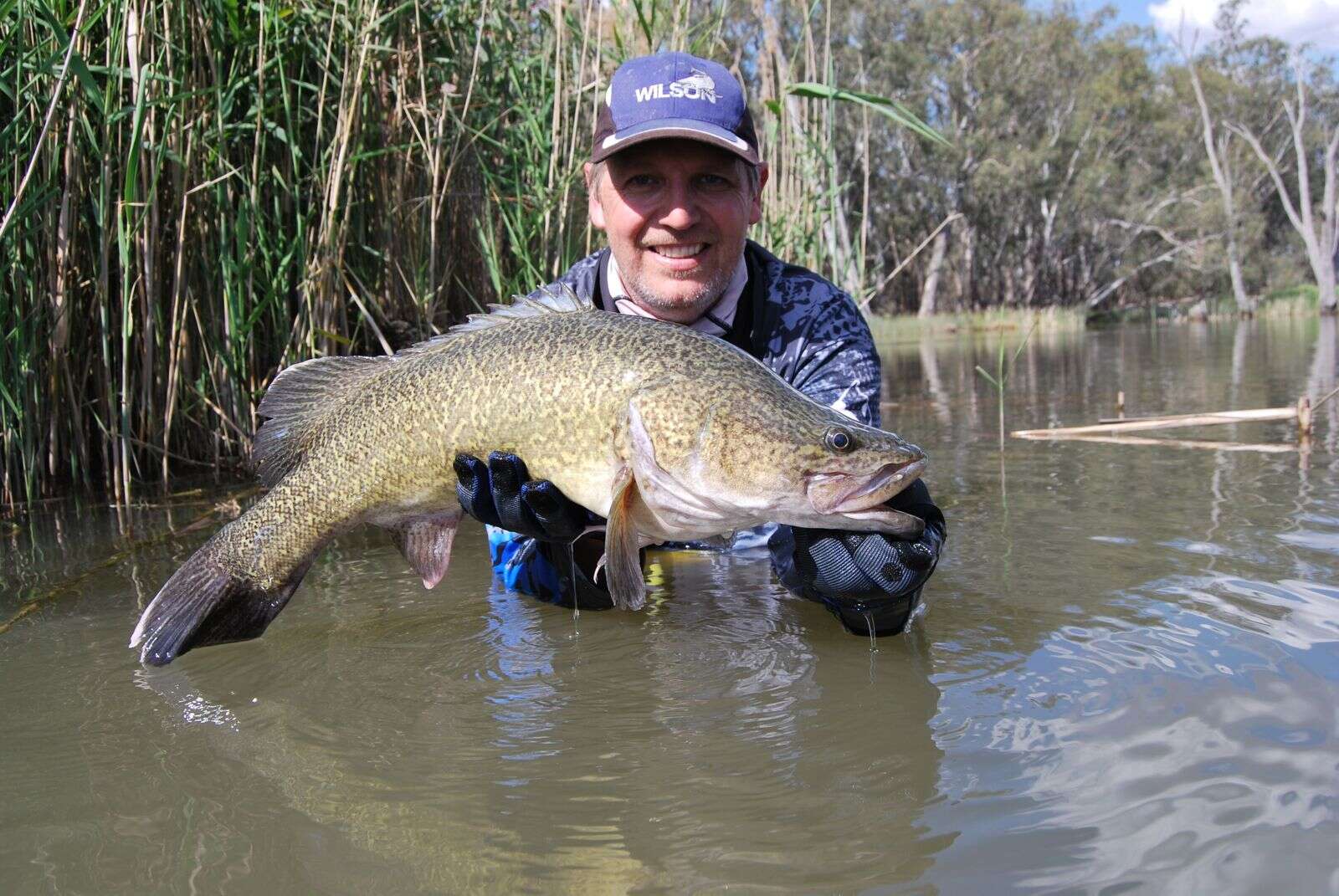 Murray cod season opens with new research | Riverine Herald