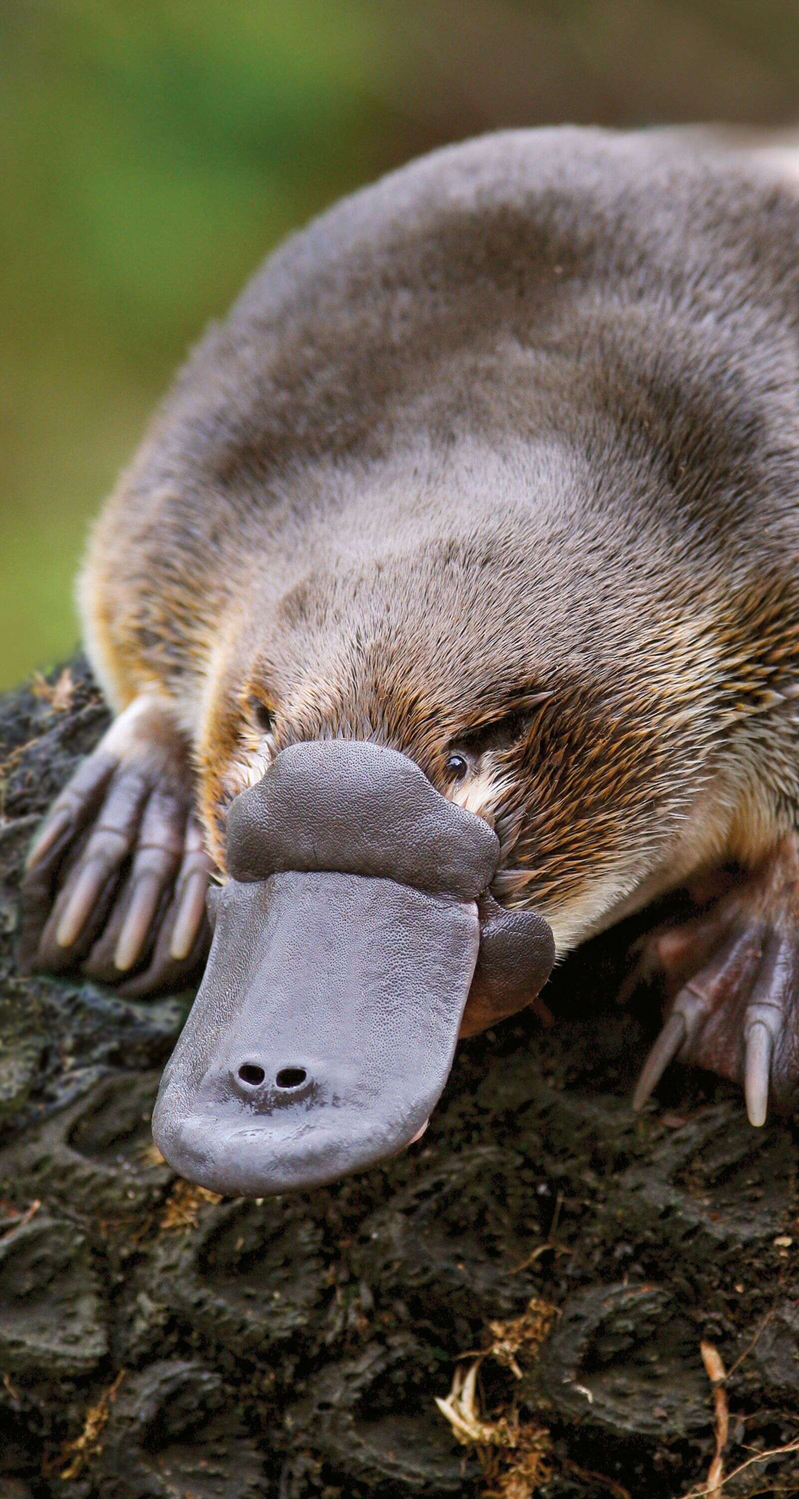 Platypus breeding helped by river flows | Shepparton News