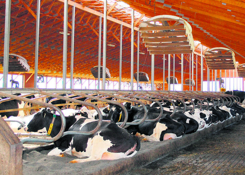Barn design specialists to share expertise | Dairy News Australia