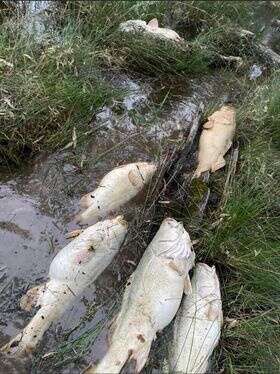 Fish kills follow floods | Riverine Herald