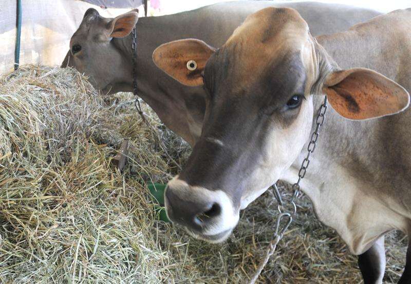 Moama school makes mark at Deni | Dairy News Australia