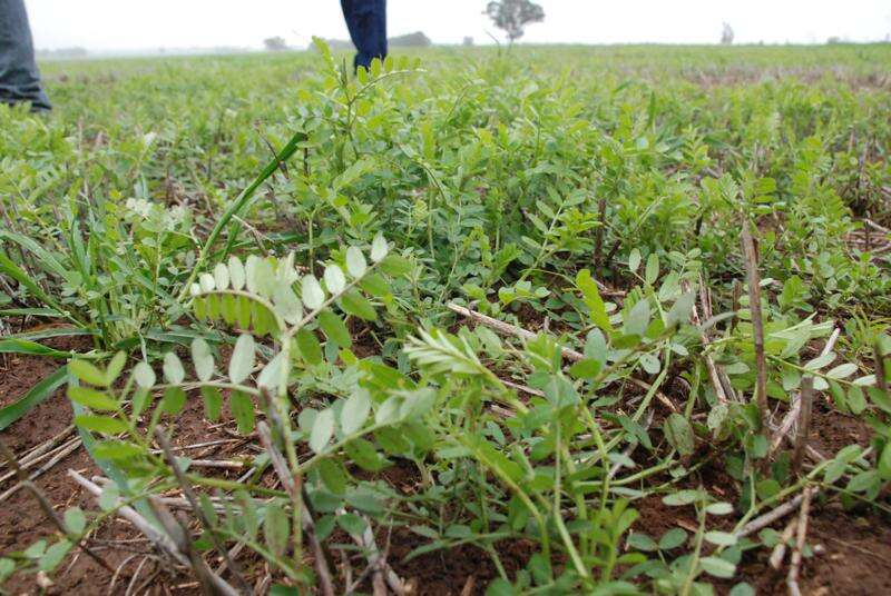 Back to basics for farmers battling herbicide-resistant weeds | Country ...