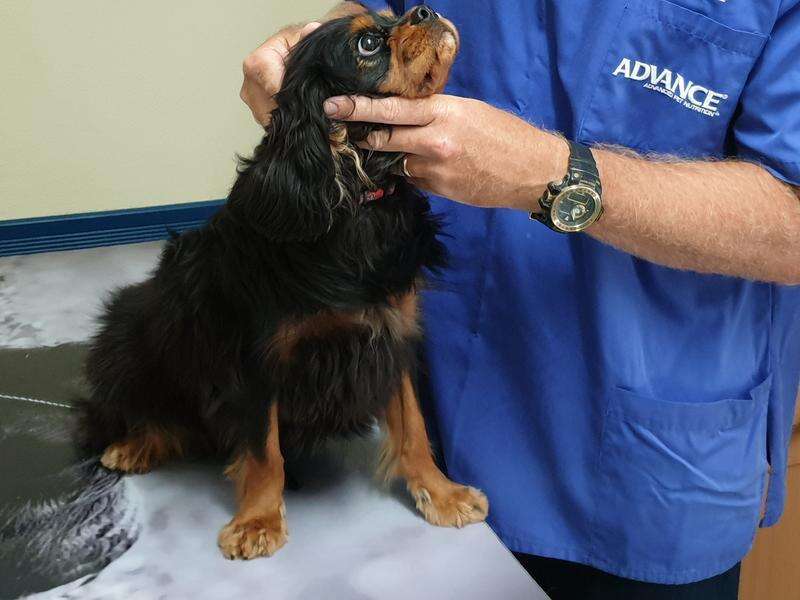 Empathy and respect urged for Aussie veterinarians | Kyabram Free Press