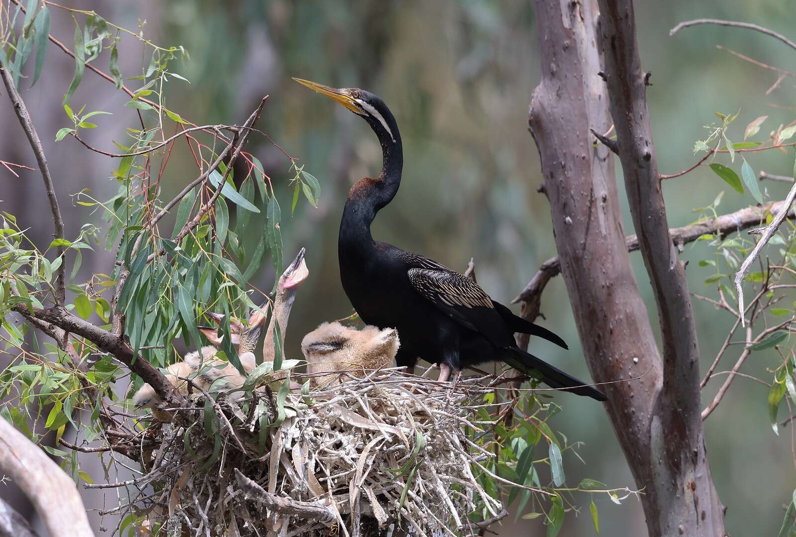 Water to boost bird survival | Country News