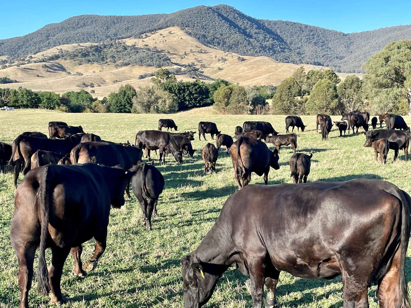 Brewing up the best breeds | Country News