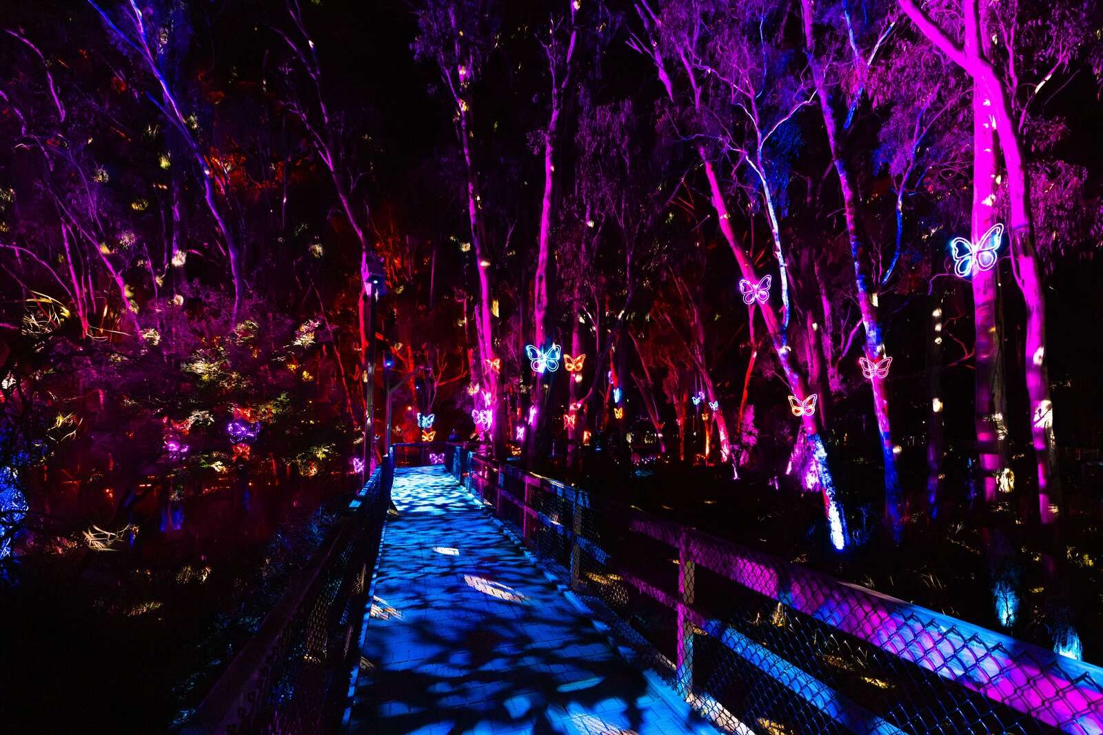 Gallery: Moama Lights in pictures | Riverine Herald