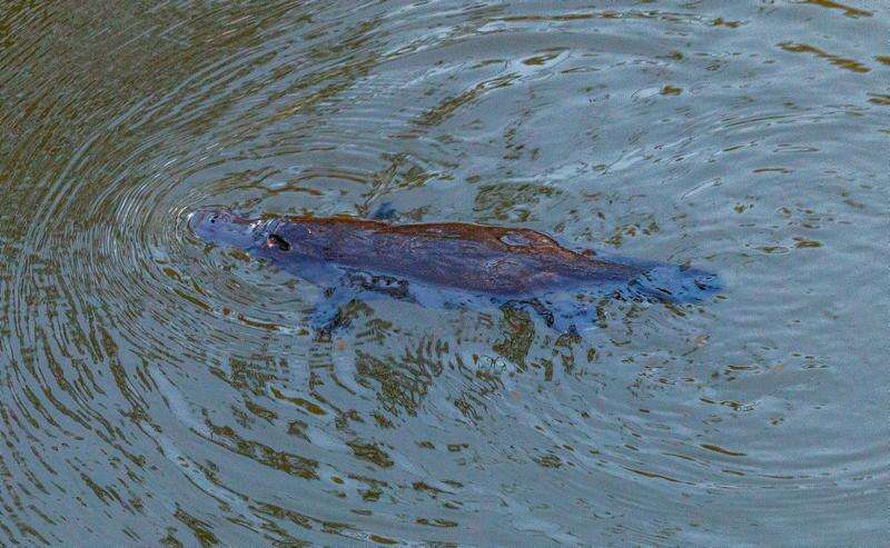 Tracking the elusive platypus in northern Victoria | Country News